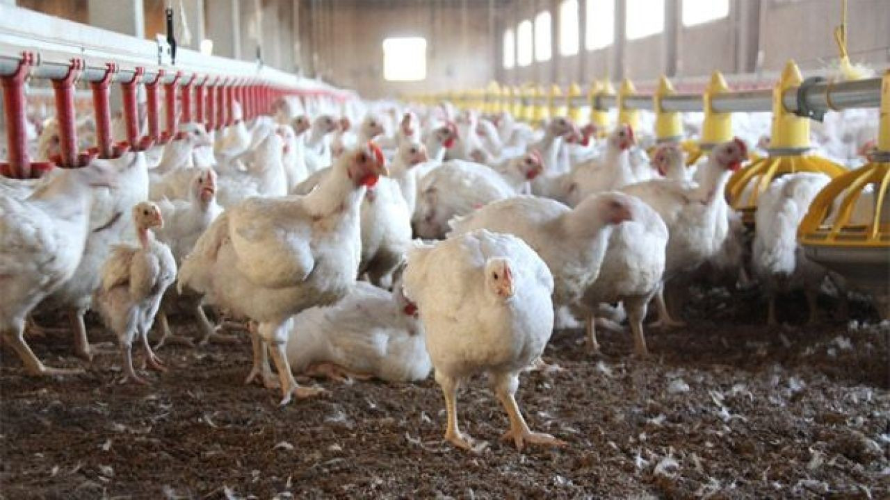 Bolu’da kuş gribi tedbiri: Kanatlı işletmelerine biyogüvenlik kısıtı ...